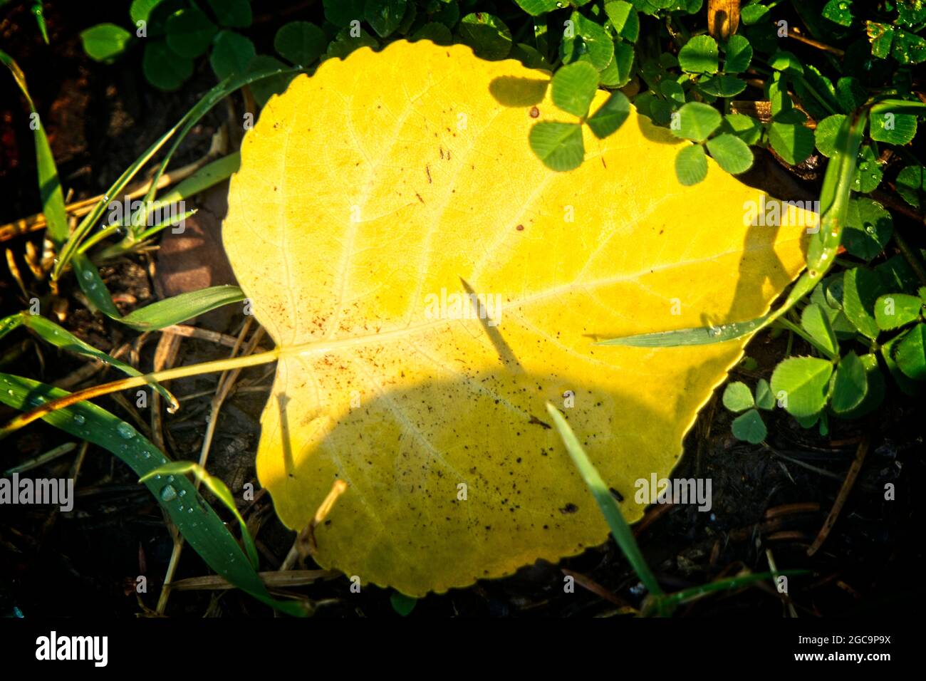 Yellow groundcover hi-res stock photography and images - Alamy