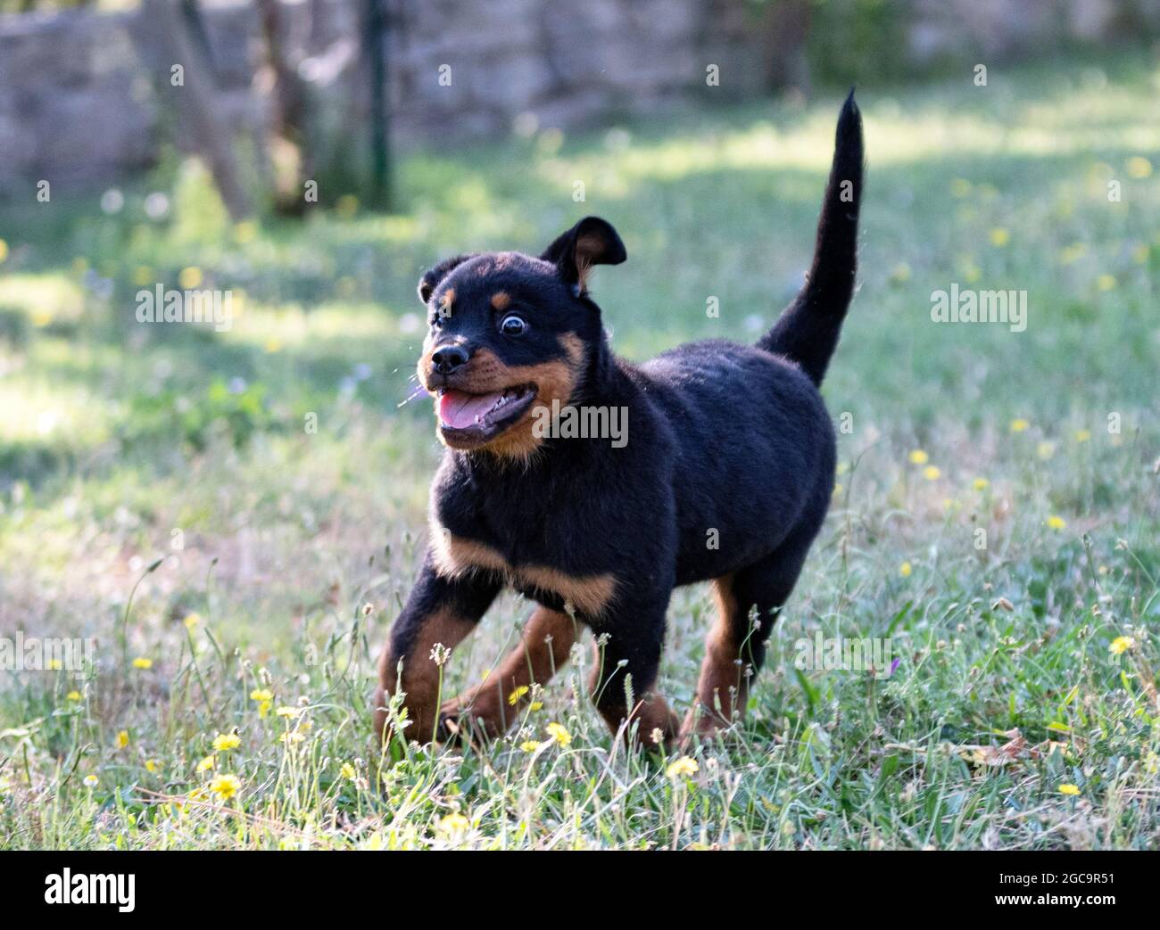 puppy rottweiler running in the nature in summer Stock Photo - Alamy