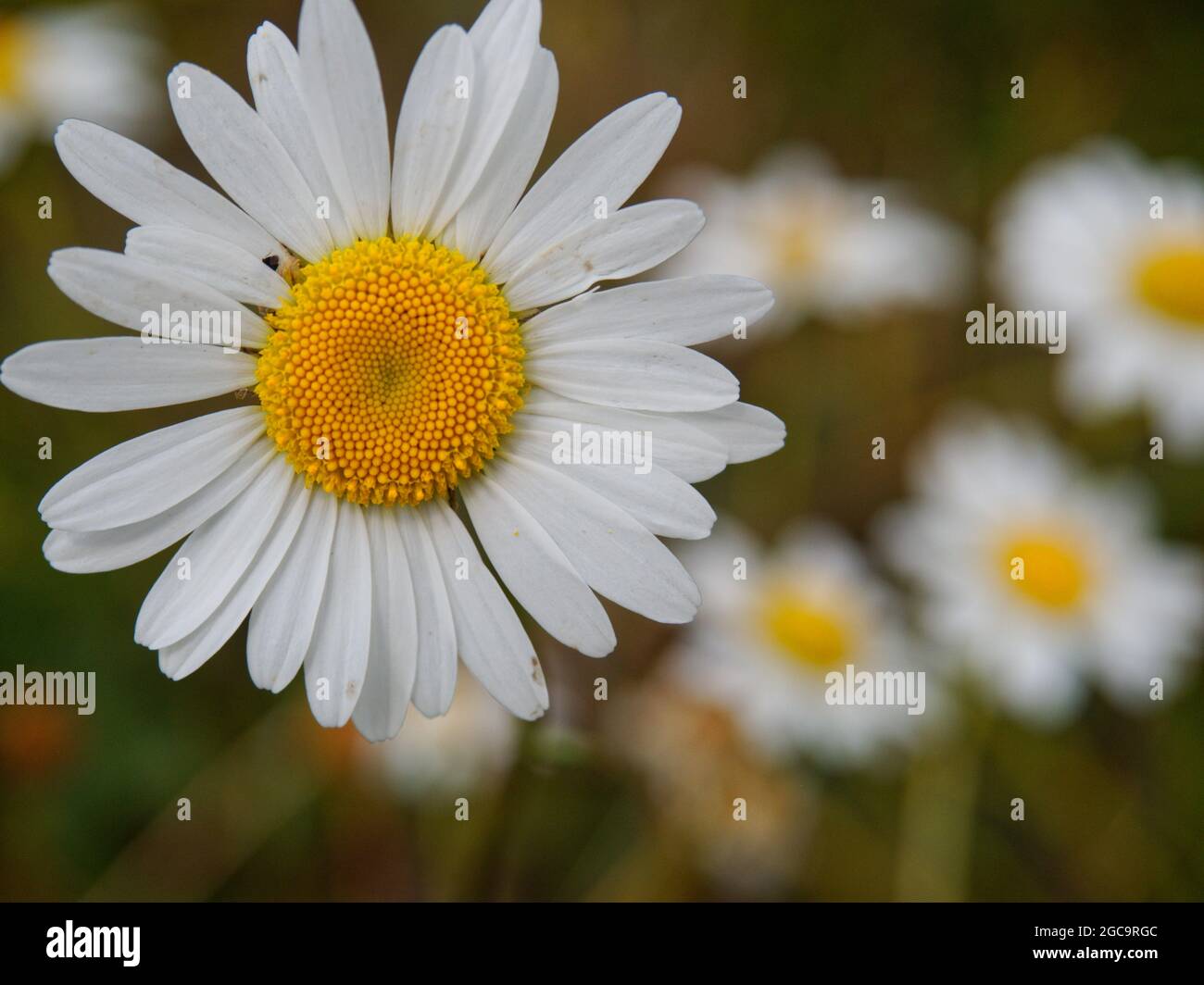 Asteraeceae hi-res stock photography and images - Alamy