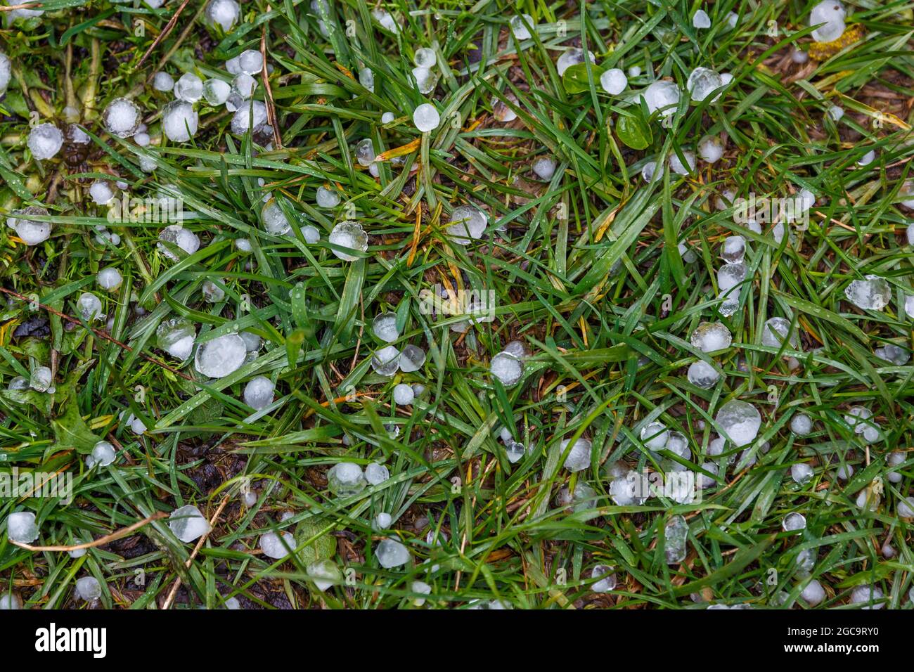 White ice hail on the green grass after summer storm at daylight Stock ...