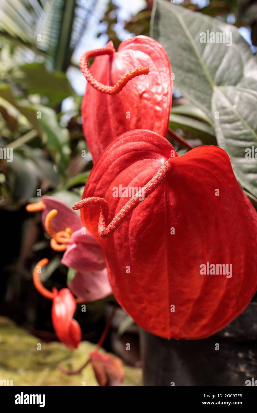 Anthurium scherzerianum, the flamingo flower or pigtail plant, is a ...