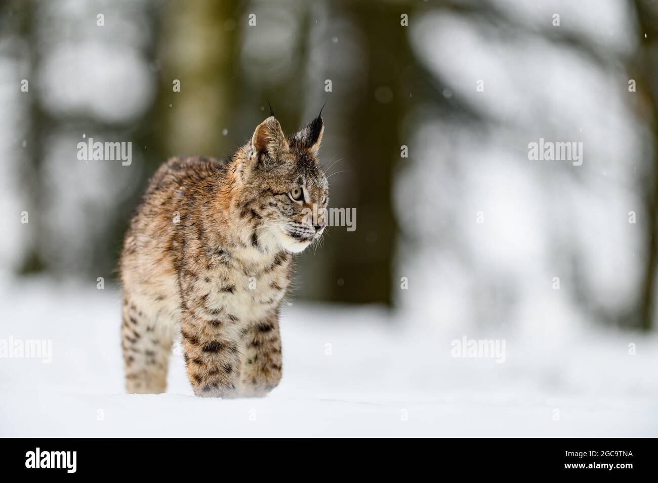 Eurasian lynx (Lynx lynx) in the winter forest in the snow, snowing ...
