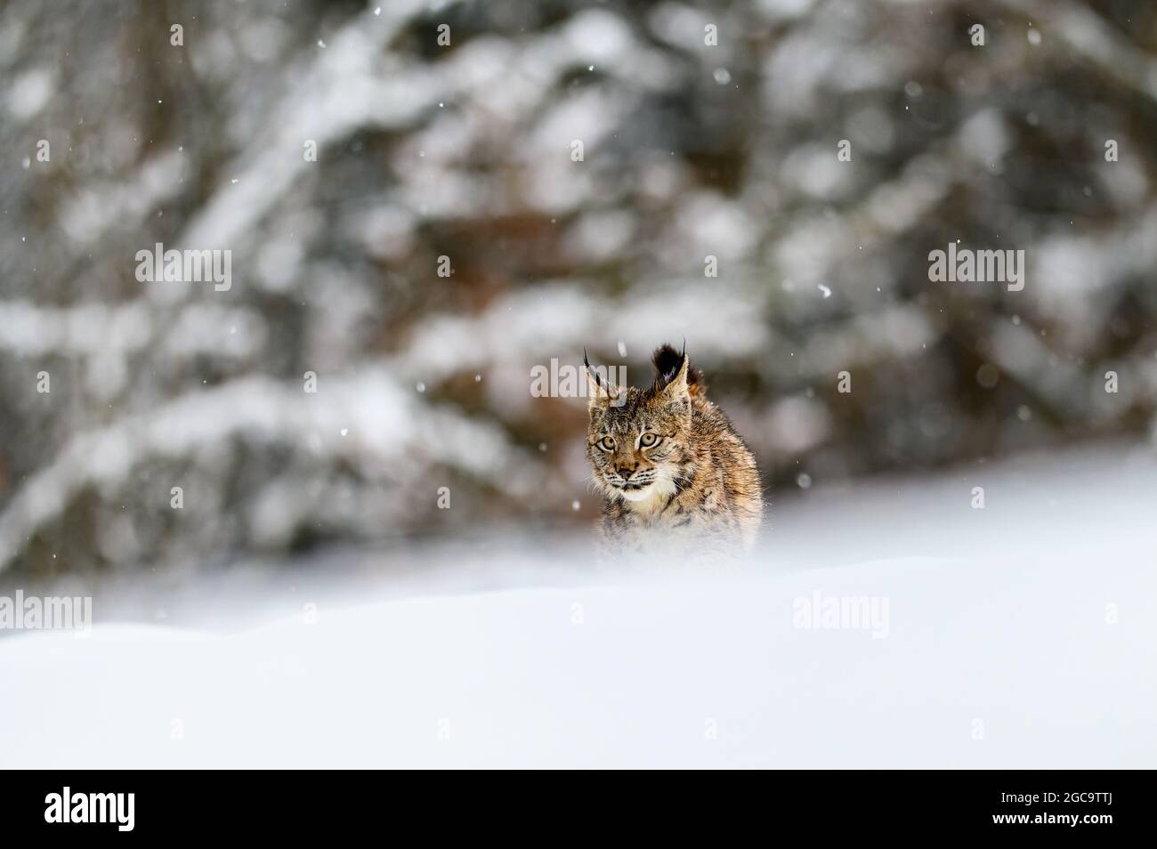 Eurasian lynx (Lynx lynx) in the winter forest in the snow, snowing ...