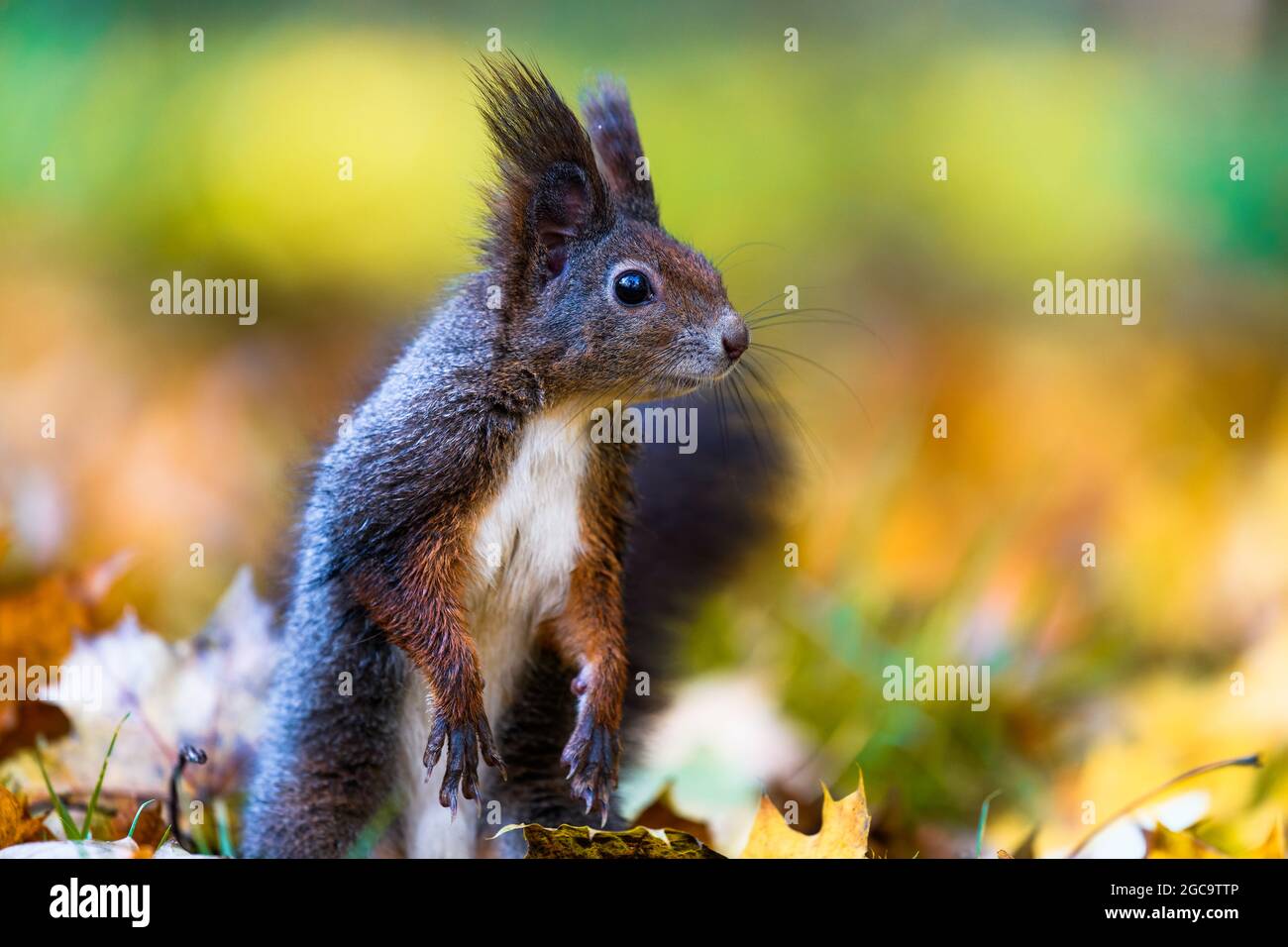 The Eurasian red squirrel (Sciurus vulgaris) in its natural habitat in ...