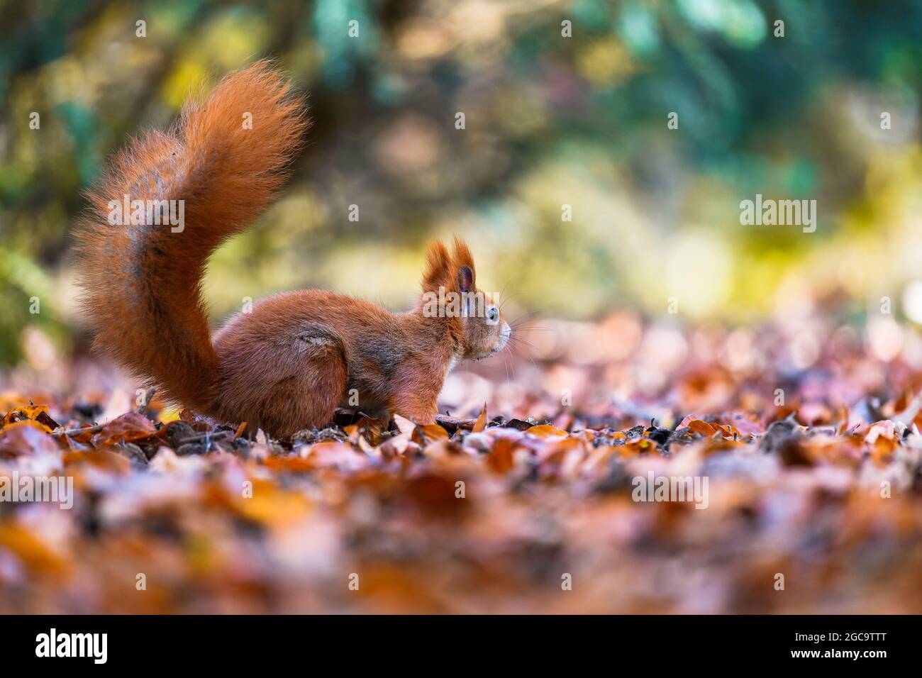 The Eurasian red squirrel (Sciurus vulgaris) in its natural habitat in ...