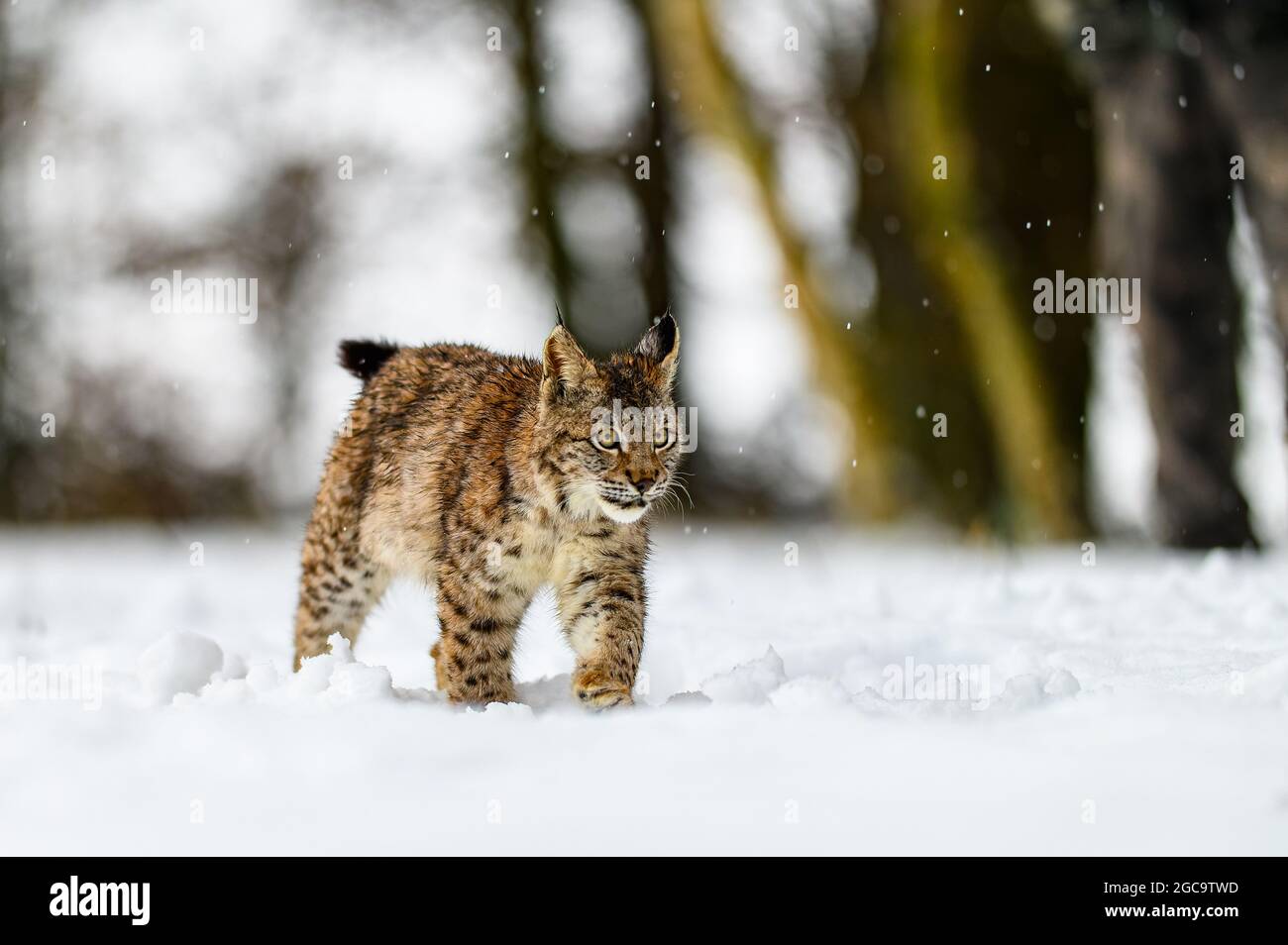 Eurasian lynx (Lynx lynx) in the winter forest in the snow, snowing ...