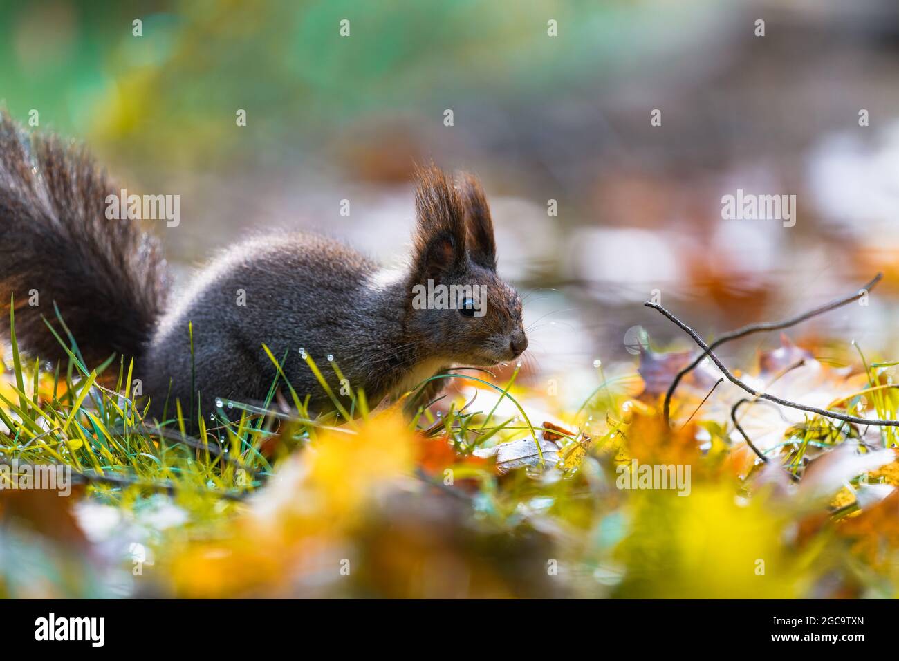 The Eurasian red squirrel (Sciurus vulgaris) in its natural habitat in ...