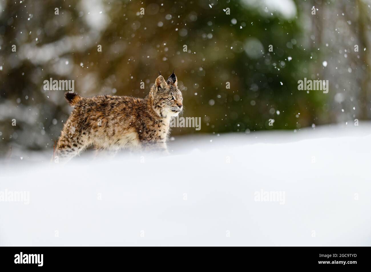 Eurasian lynx (Lynx lynx) in the winter forest in the snow, snowing ...