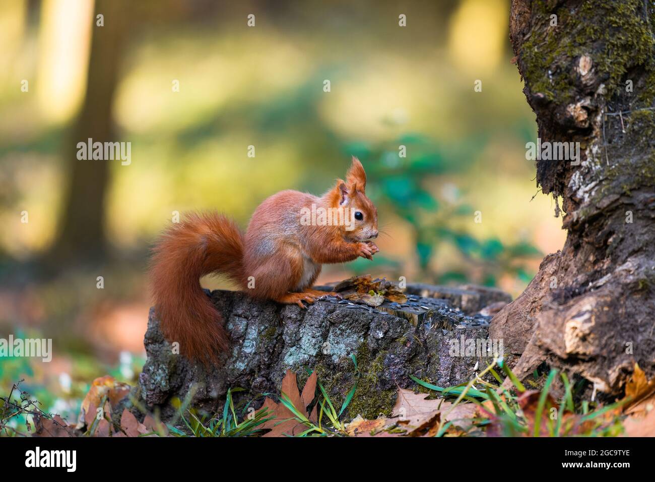The Eurasian red squirrel (Sciurus vulgaris) in its natural habitat in ...
