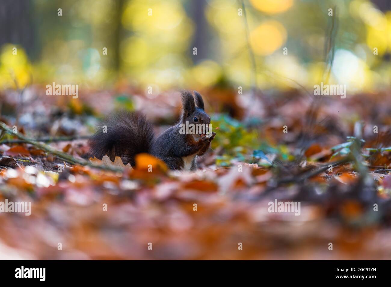 The Eurasian red squirrel (Sciurus vulgaris) in its natural habitat in ...