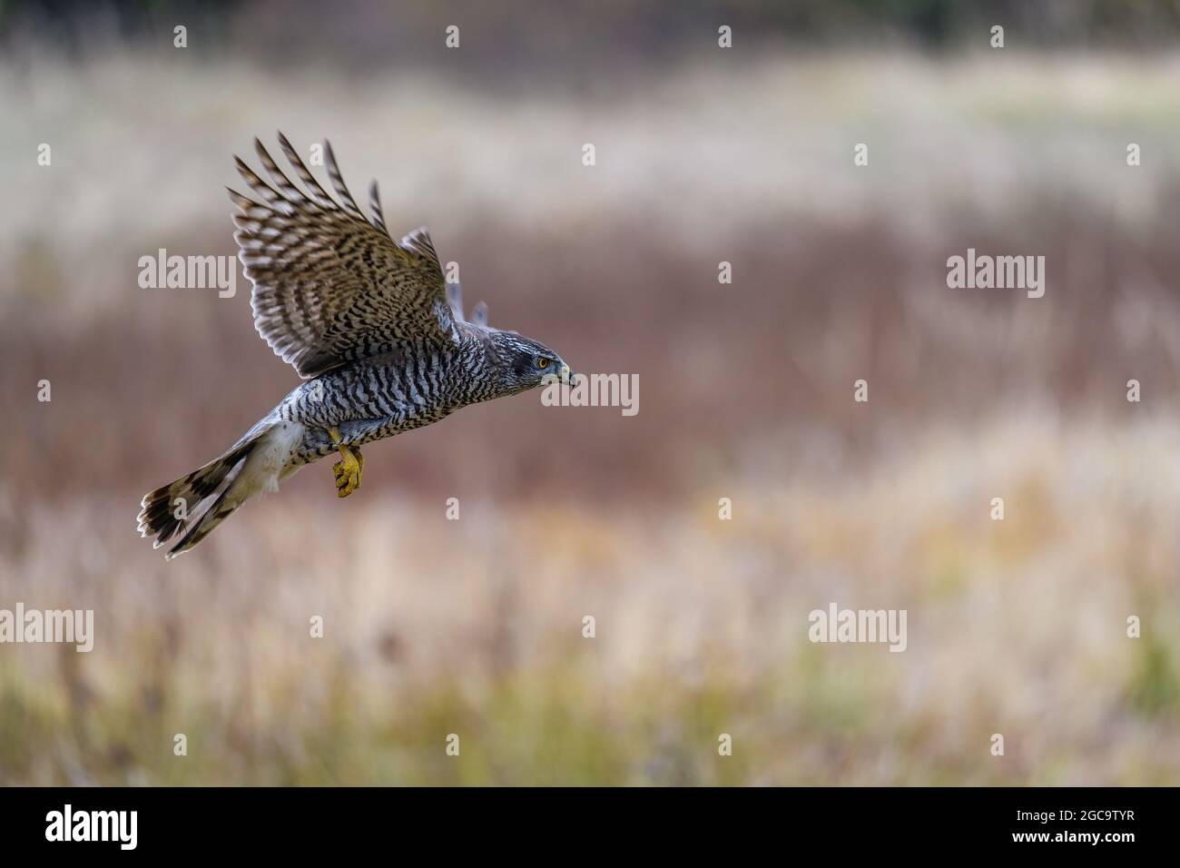 Northern Goshawk In Flight