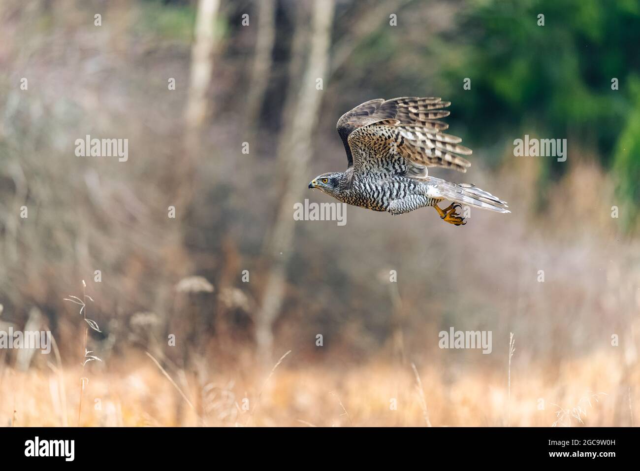 Wing bird speed fast hi-res stock photography and images - Alamy
