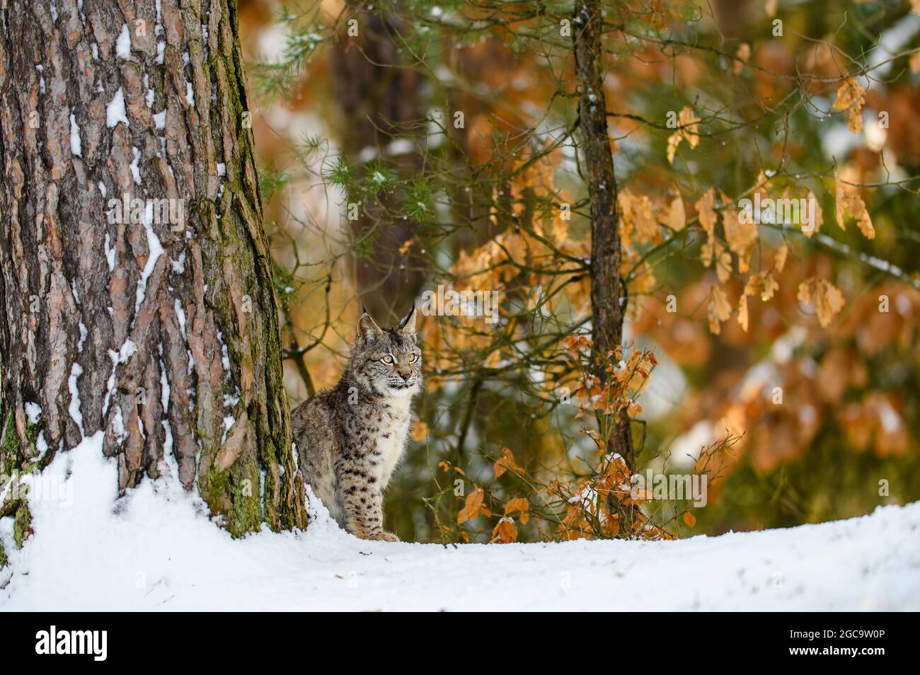 Eurasian lynx (Lynx lynx) in the winter forest in the snow. Big feline ...