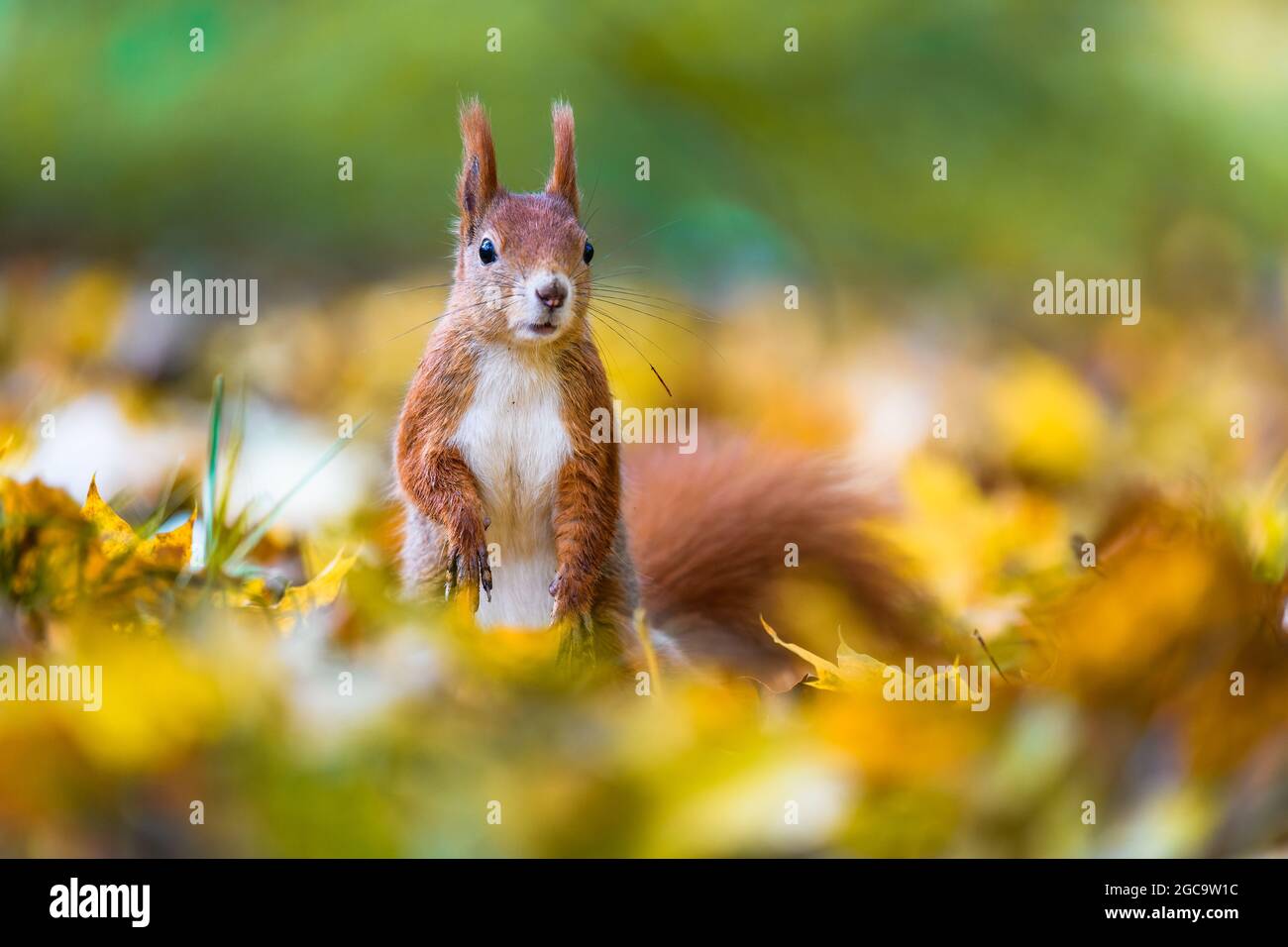 The Eurasian red squirrel (Sciurus vulgaris) in its natural habitat in ...