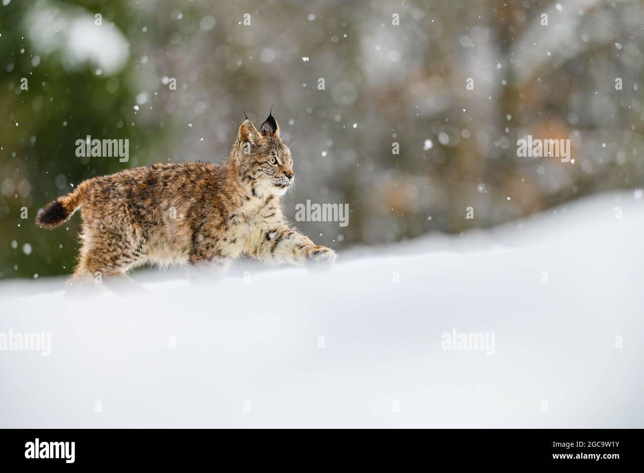 Eurasian lynx (Lynx lynx) in the winter forest in the snow, snowing ...