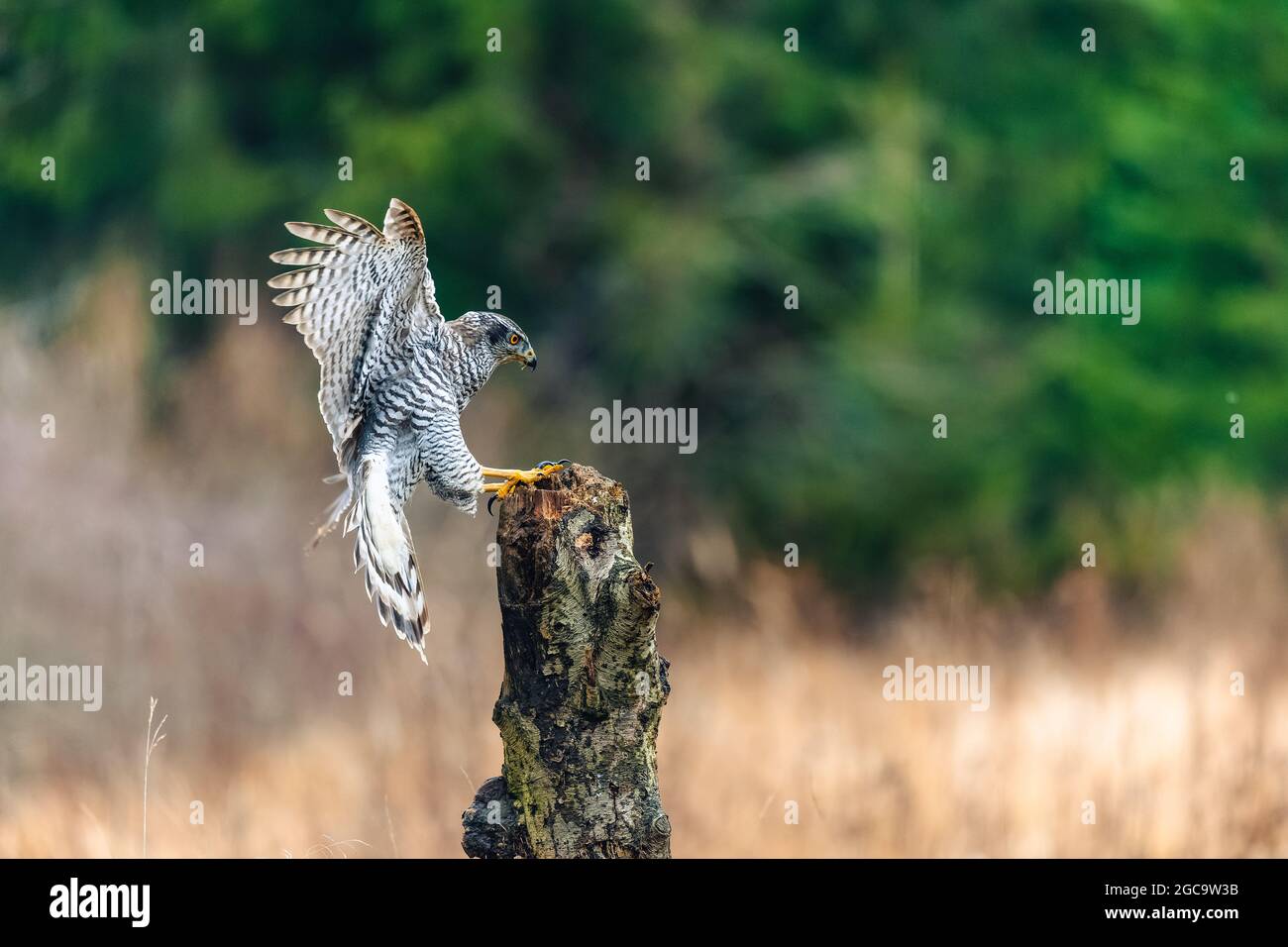 The northern goshawk (Accipiter gentilis) in flight, preparing to land ...