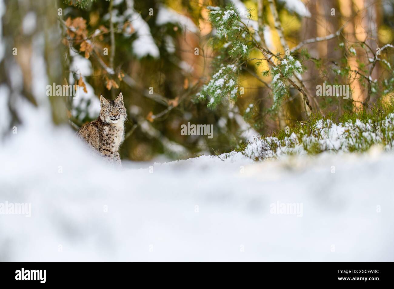 Eurasian lynx (Lynx lynx) in the winter forest in the snow. Big feline ...