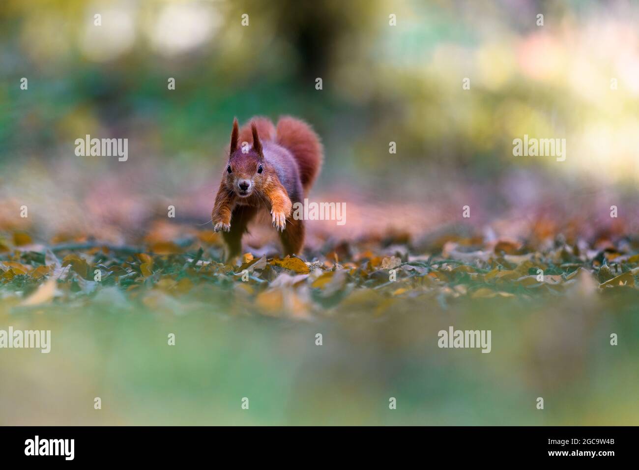 The Eurasian red squirrel (Sciurus vulgaris) in its natural habitat in ...