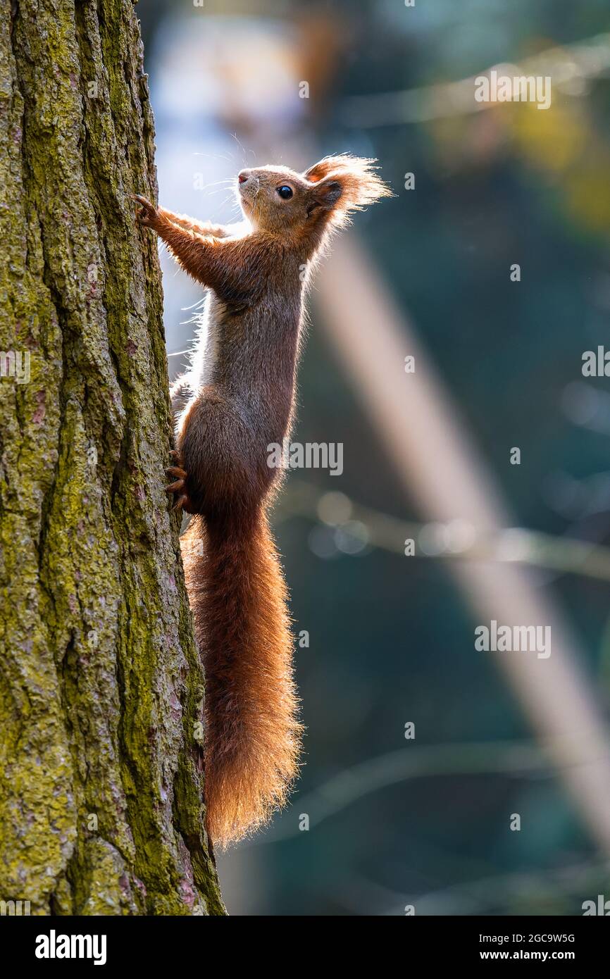 The Eurasian red squirrel (Sciurus vulgaris) in its natural habitat in ...