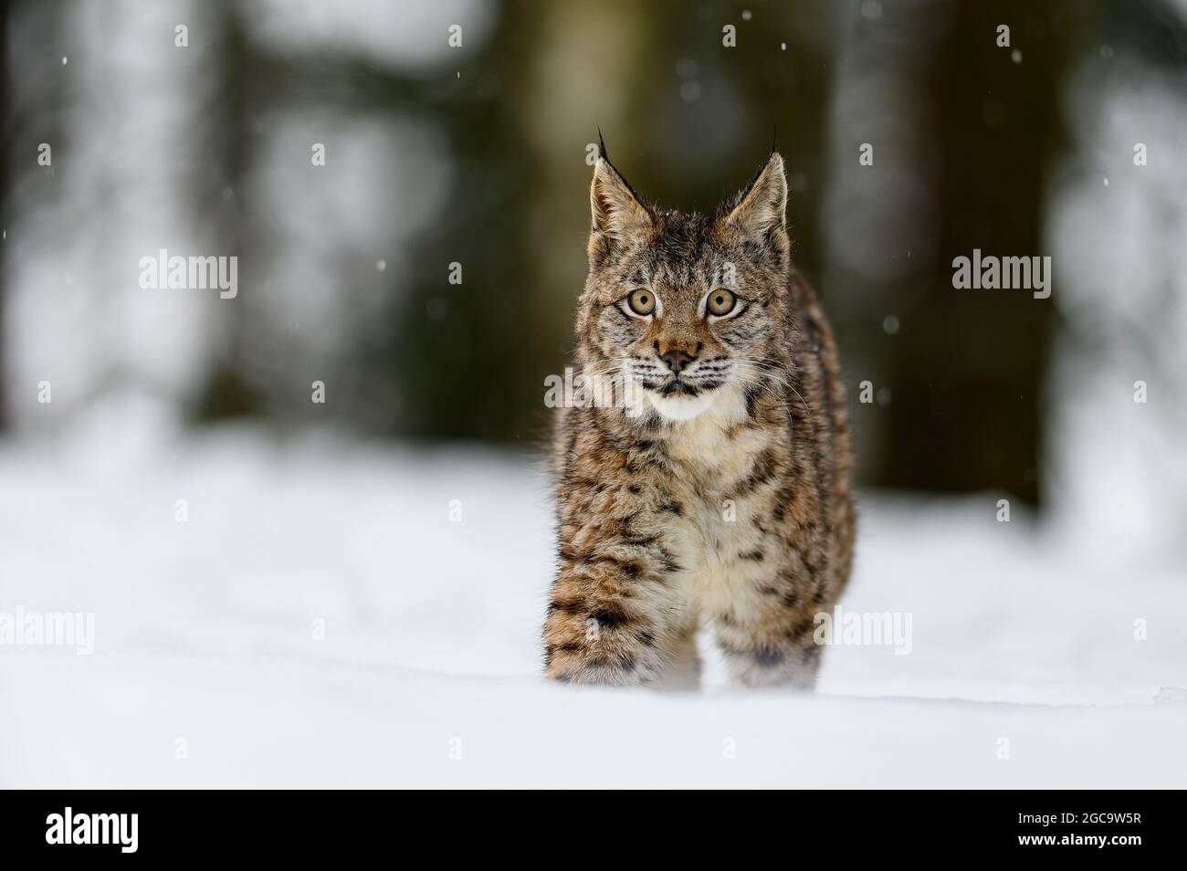 Eurasian lynx (Lynx lynx) in the winter forest in the snow, snowing ...