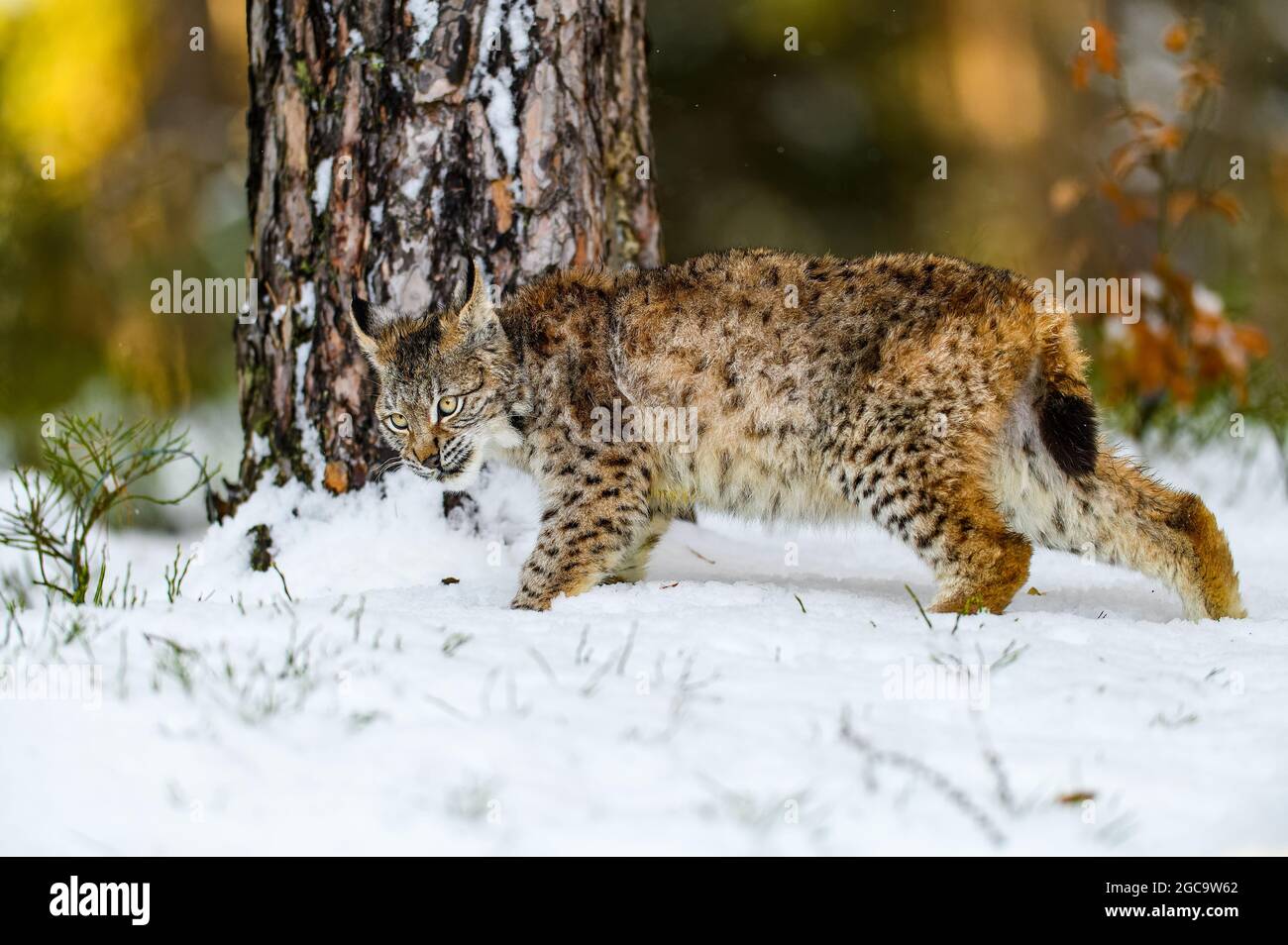 Eurasian lynx (Lynx lynx) in the winter forest in the snow. Big feline ...