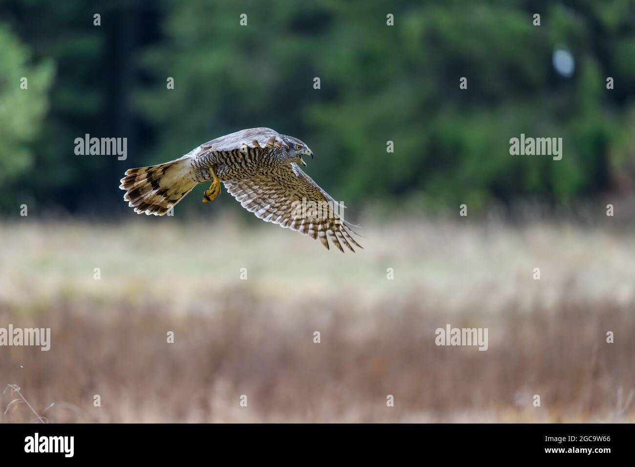 Screaming bird hi-res stock photography and images - Alamy