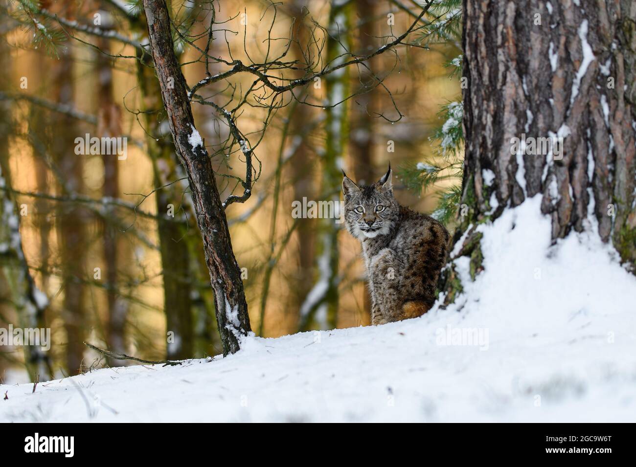Eurasian lynx (Lynx lynx) in the winter forest in the snow. Big feline ...