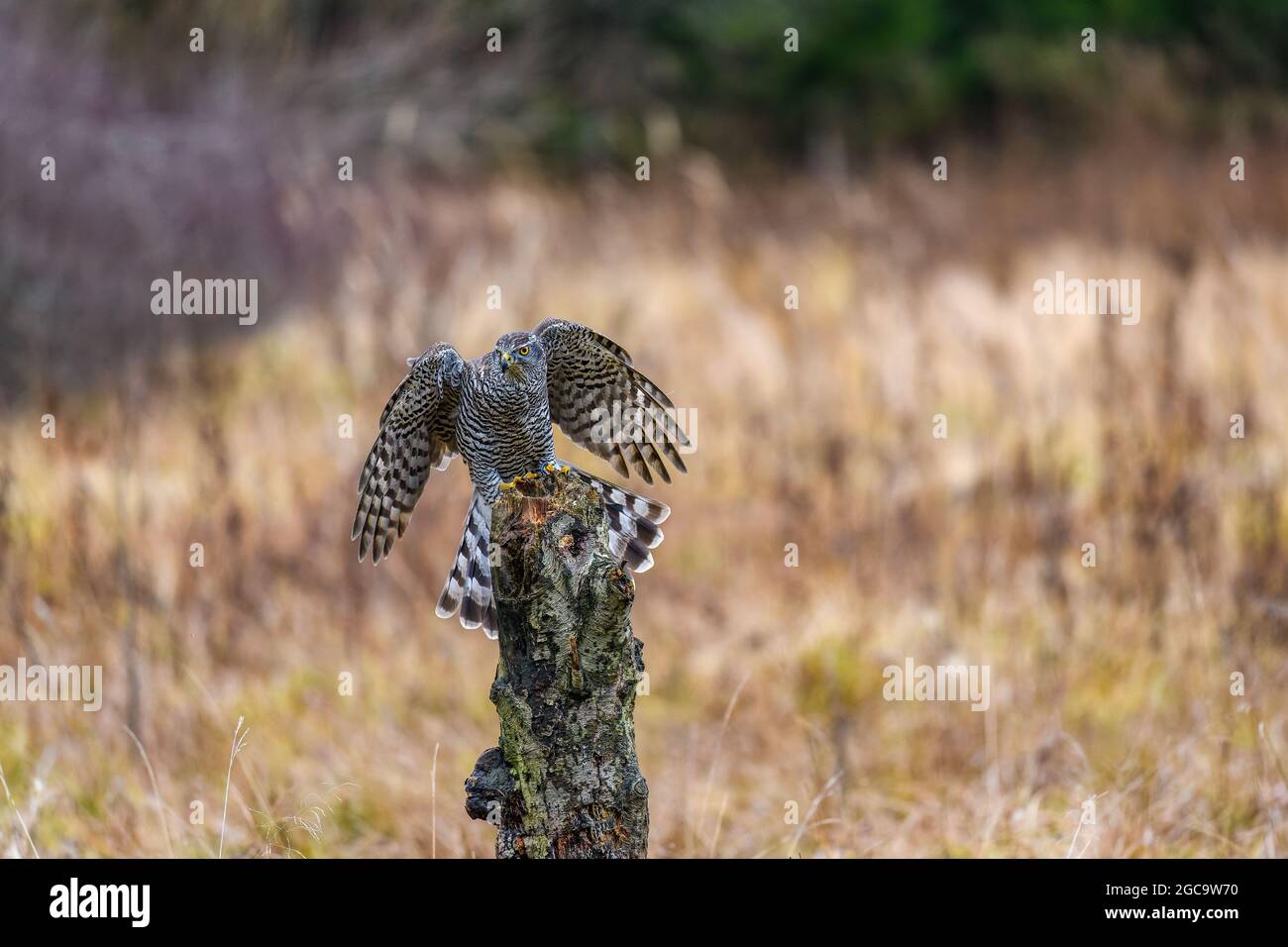 Goshawk flying hi-res stock photography and images - Alamy