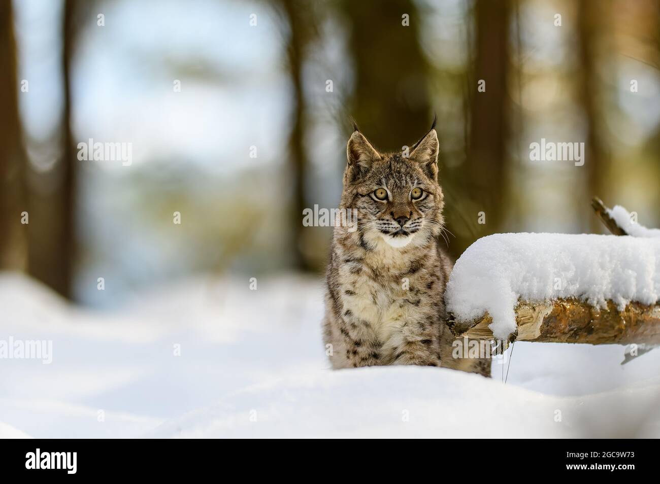 Eurasian lynx (Lynx lynx) in the winter forest in the snow. Portrait ...