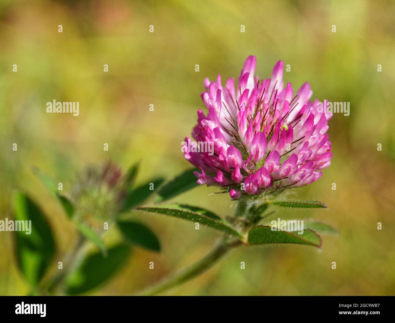 Perennial red clover hi-res stock photography and images - Alamy