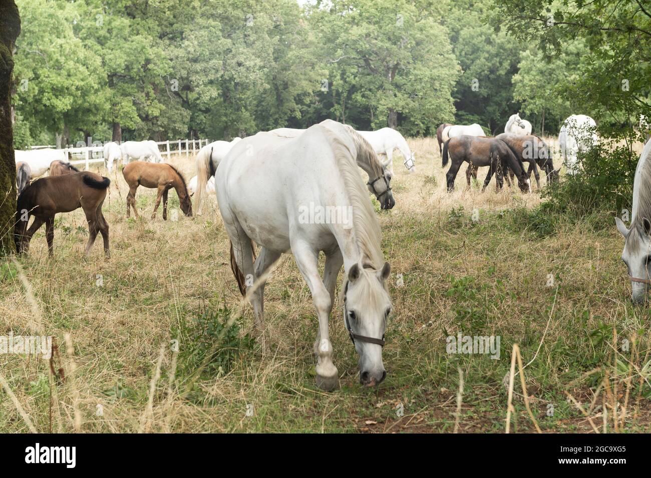 Famous Lippizaner or Lipizzan White Horses in Lipica Stud Farm in Slovenia Stock Photo - Alamy
