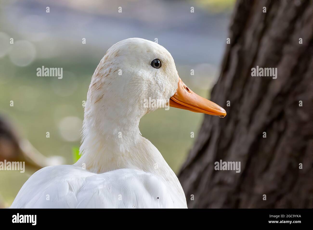 The white mallard (Anas platyrhynchos) - Rare leucistic mallard on the ...