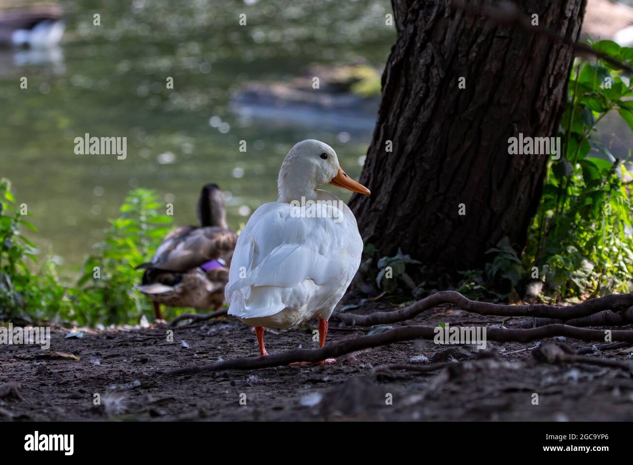 The white mallard (Anas platyrhynchos) - Rare leucistic mallard on the ...