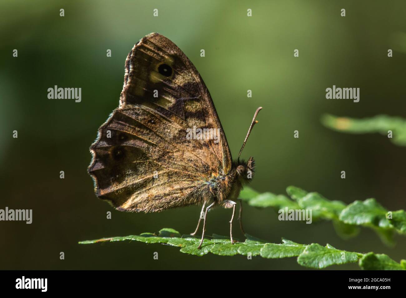 A speckled wood butterfly is sitting on a leaf Stock Photo - Alamy