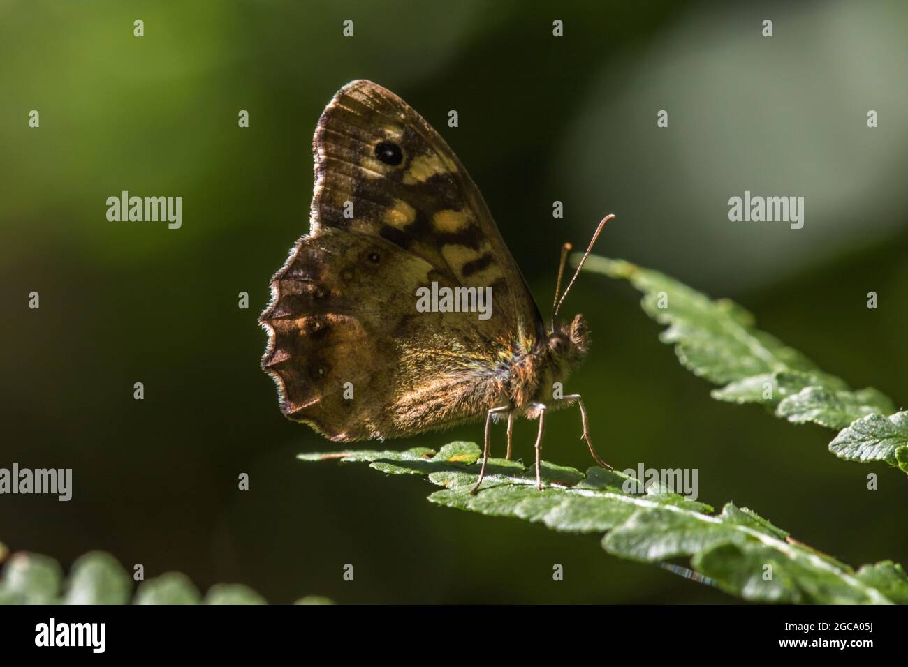 A speckled wood butterfly is sitting on a leaf Stock Photo - Alamy
