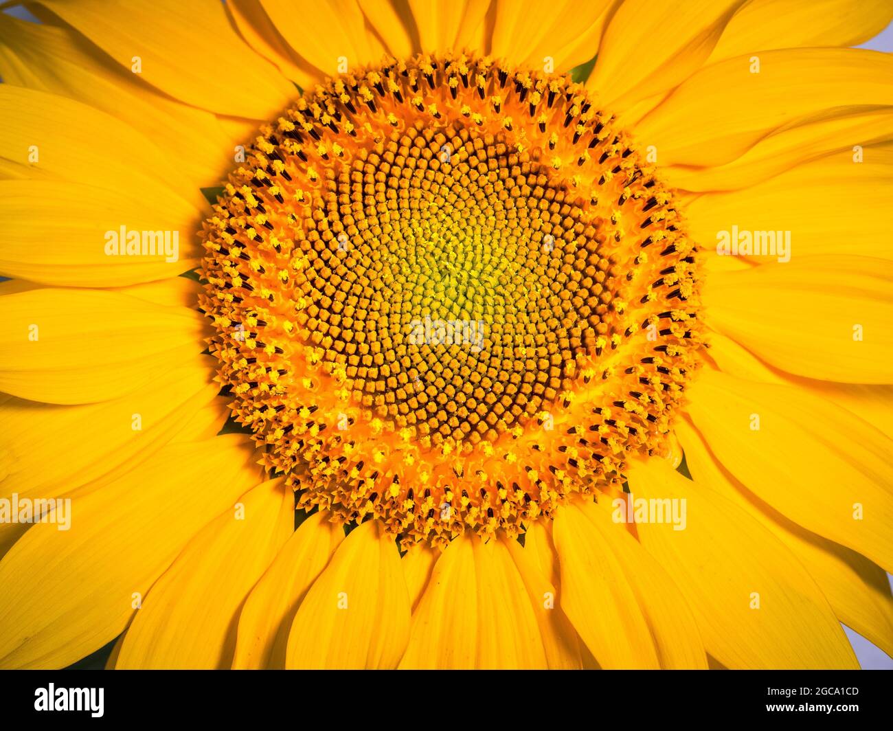 Single sunflower details in nature hi-res stock photography and images ...