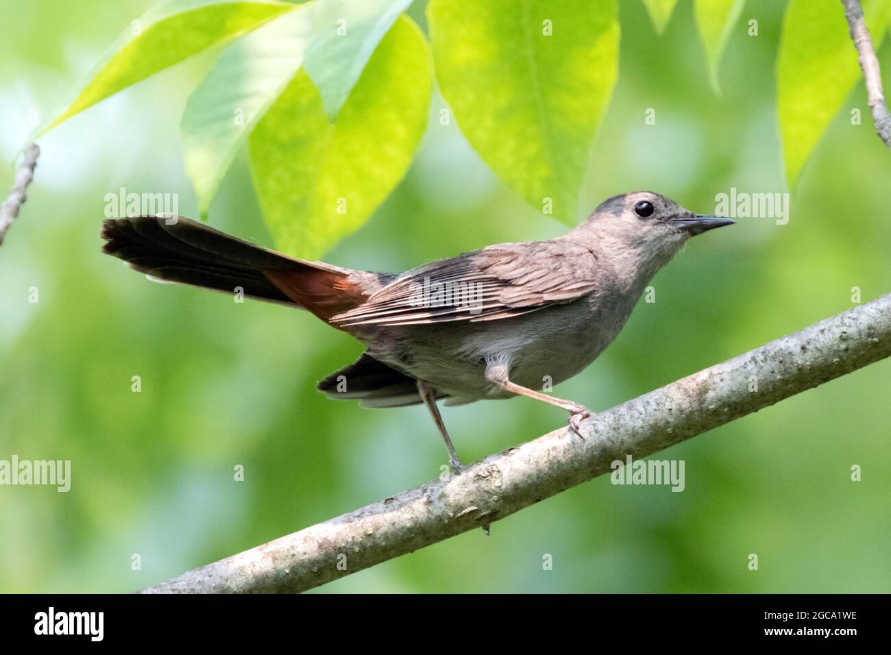 A Grey Catbird perched on a branch in a tree in Southwestern Ontario ...