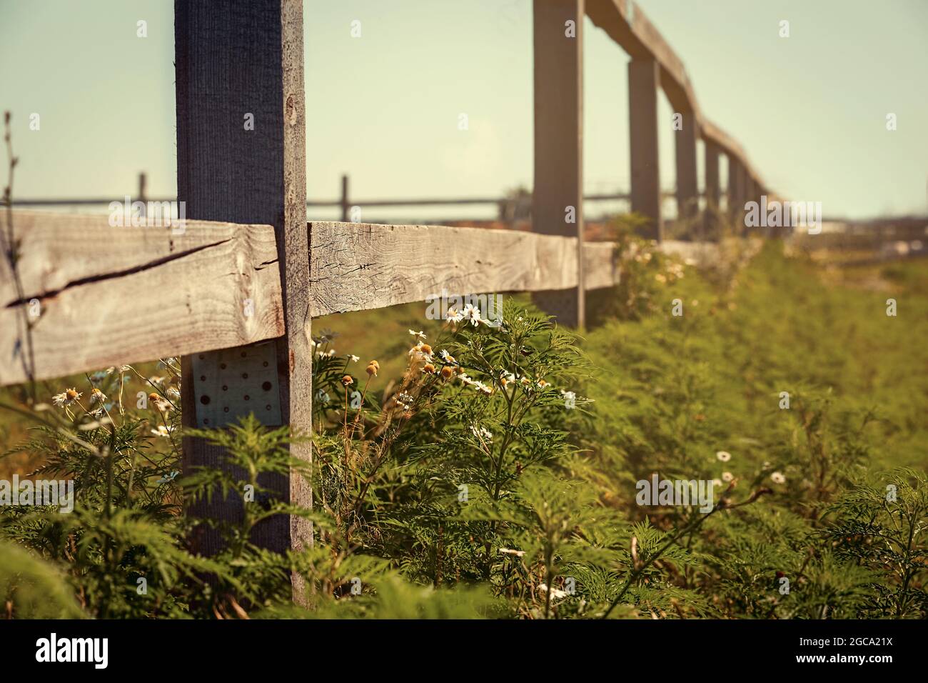 Simple rural scene - grass and chamomile at the fence ranch Stock Photo ...