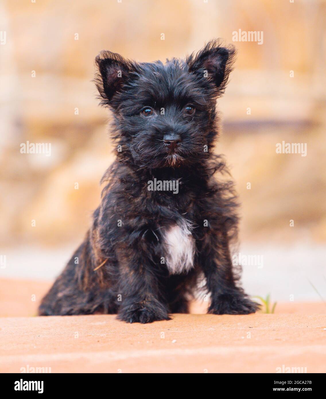 Natural portrait of a Carin Terrier puppy Stock Photo - Alamy