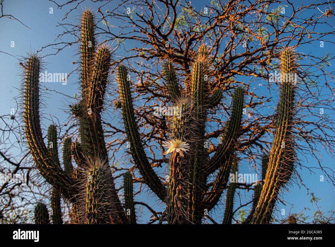 Cactus with blue sky with sunrise light in the Impenetrable, Salta ...