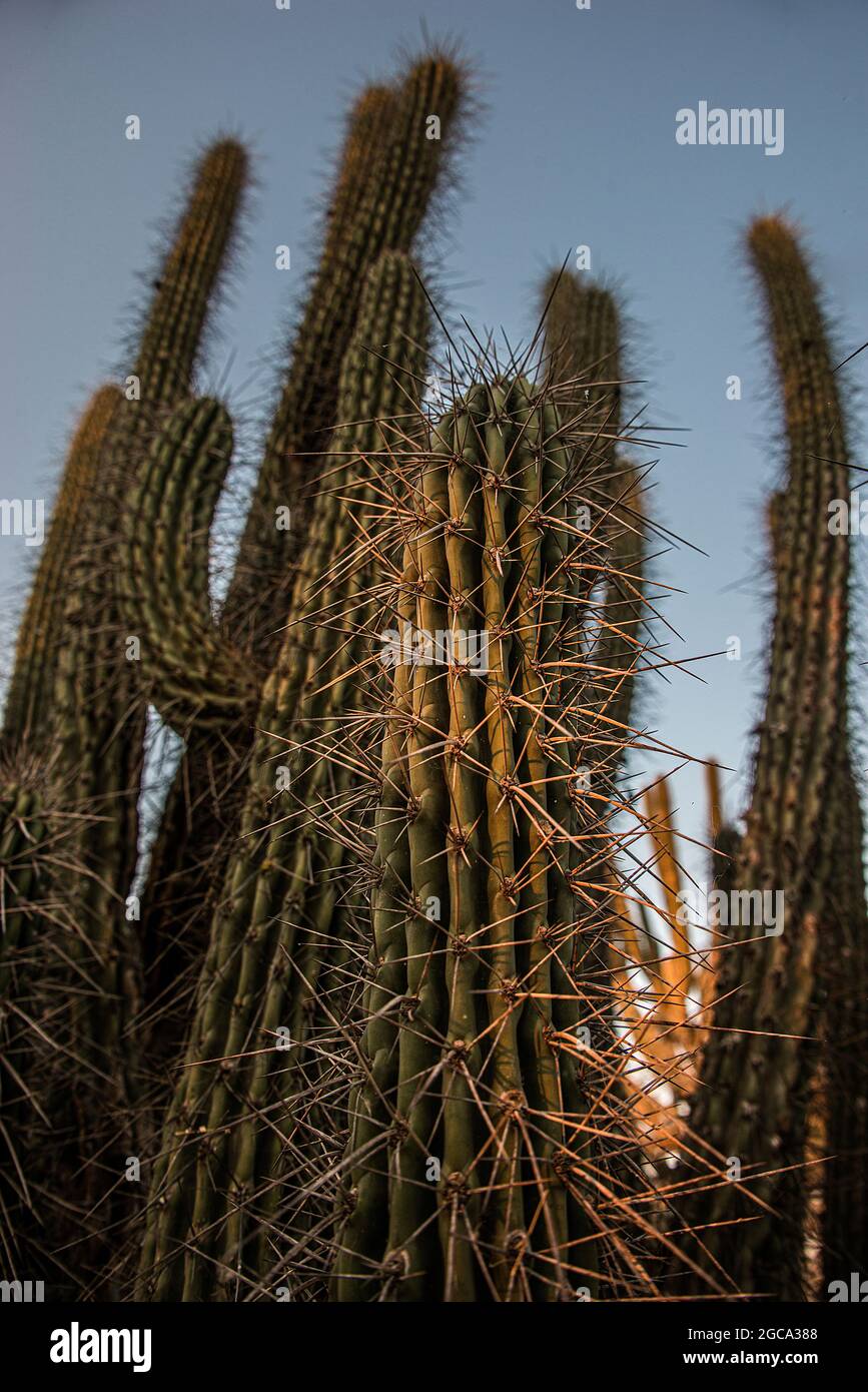 Cactus with blue sky with sunrise light in the Impenetrable, Salta ...