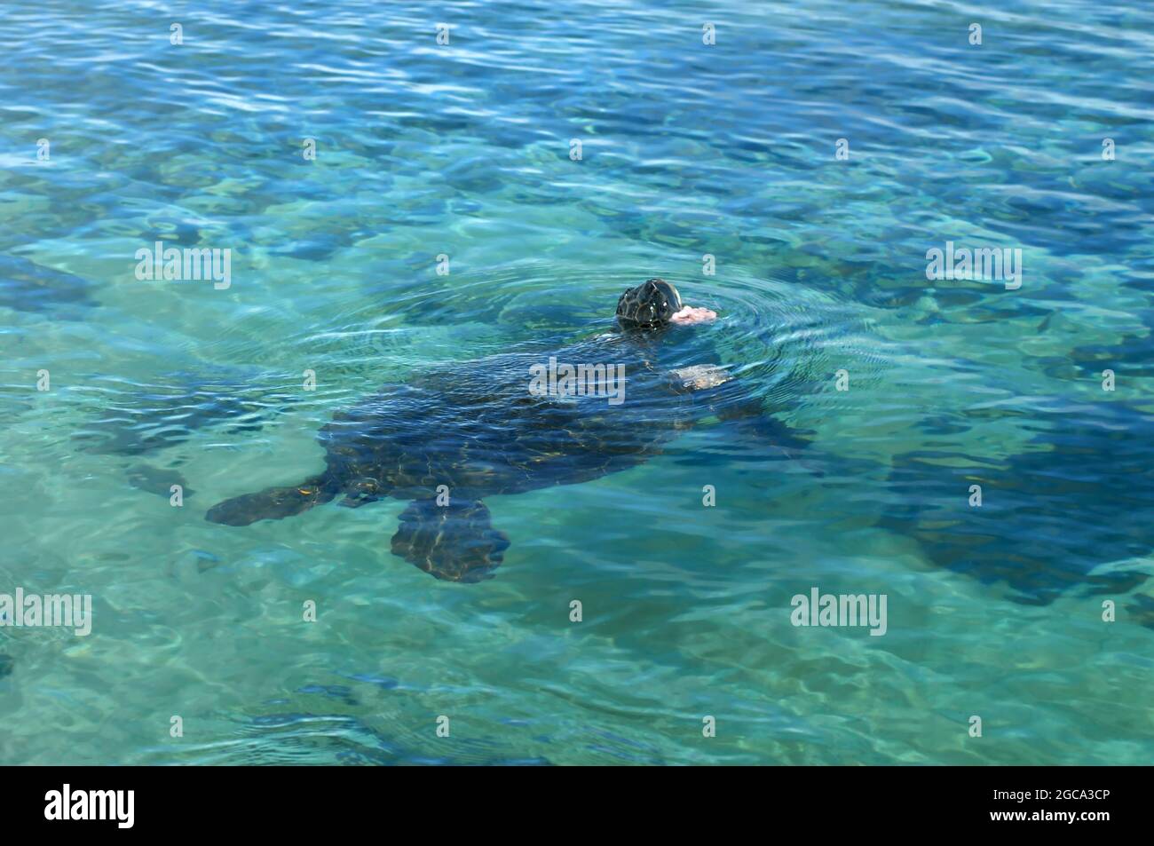 Hawaii turtle bay turtles hi-res stock photography and images - Alamy