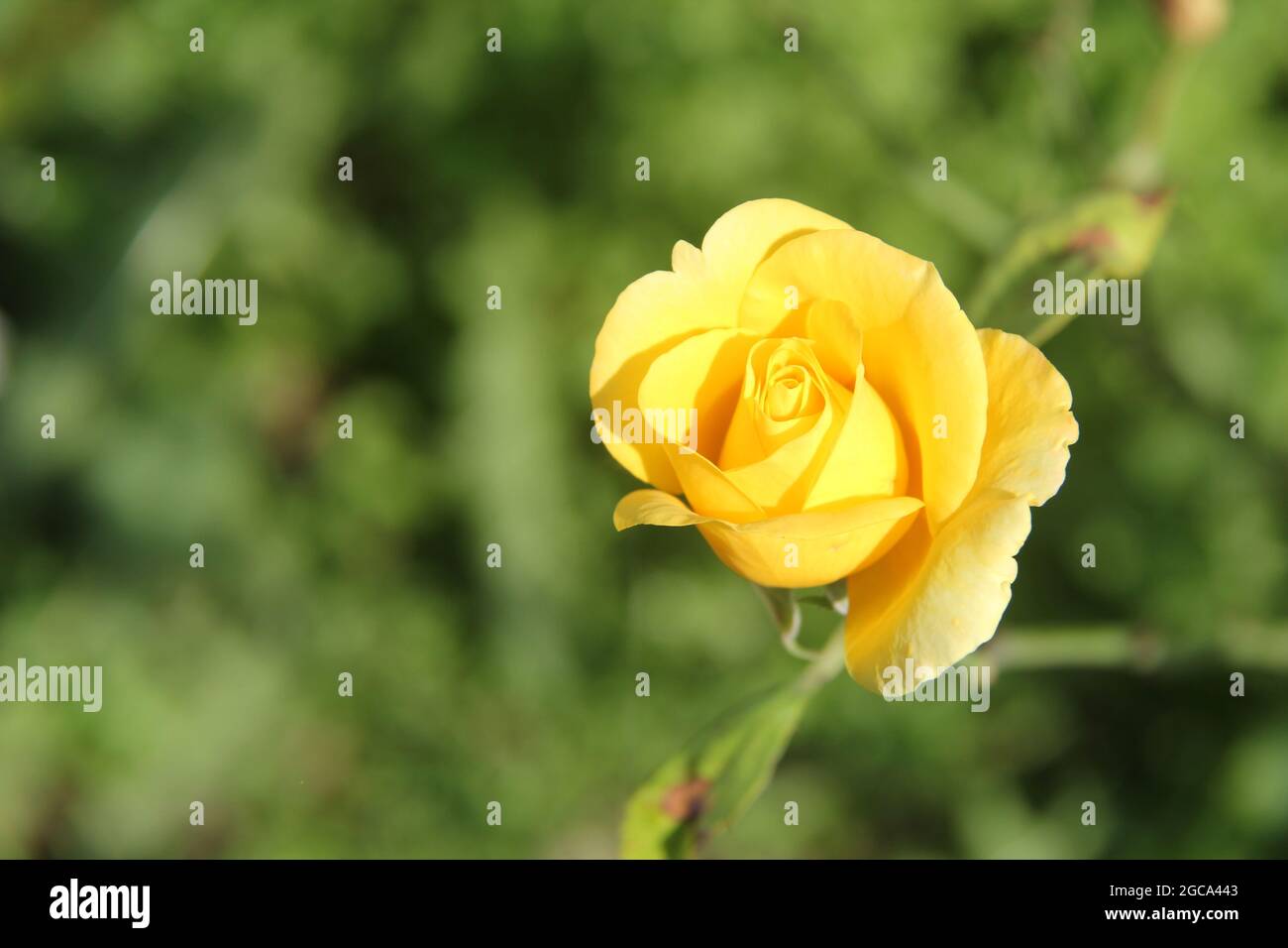Beautiful yellow roses, nice flowers Stock Photo - Alamy