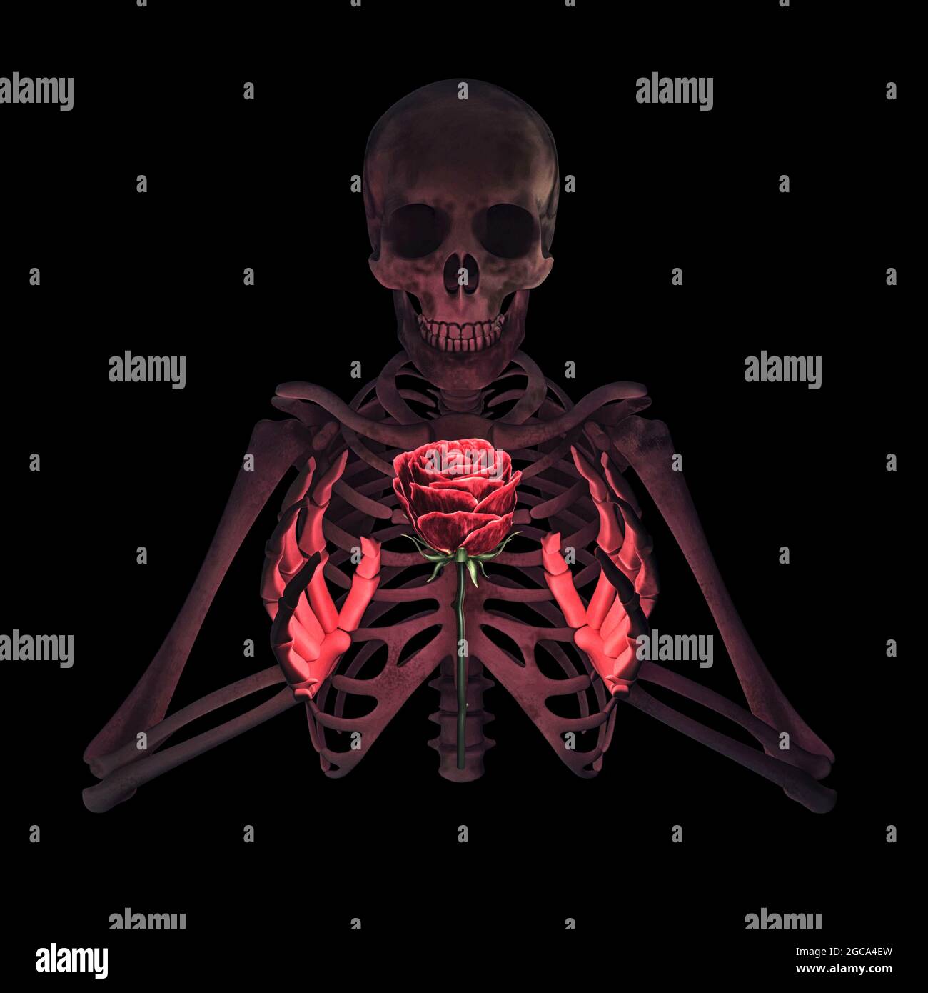 Skeleton rose hi-res stock photography and images - Alamy