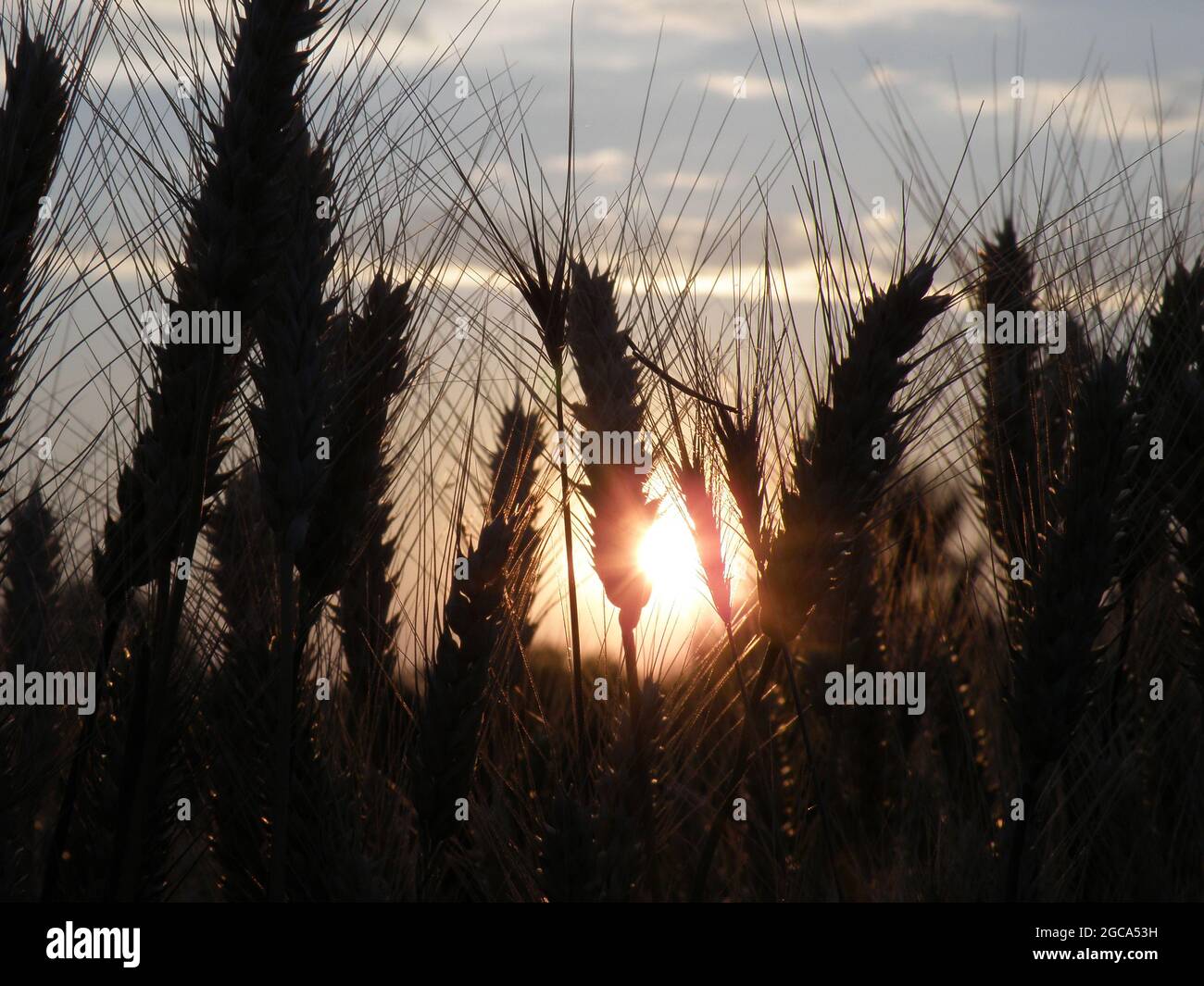 Beautiful wheat field at sunset Stock Photo - Alamy