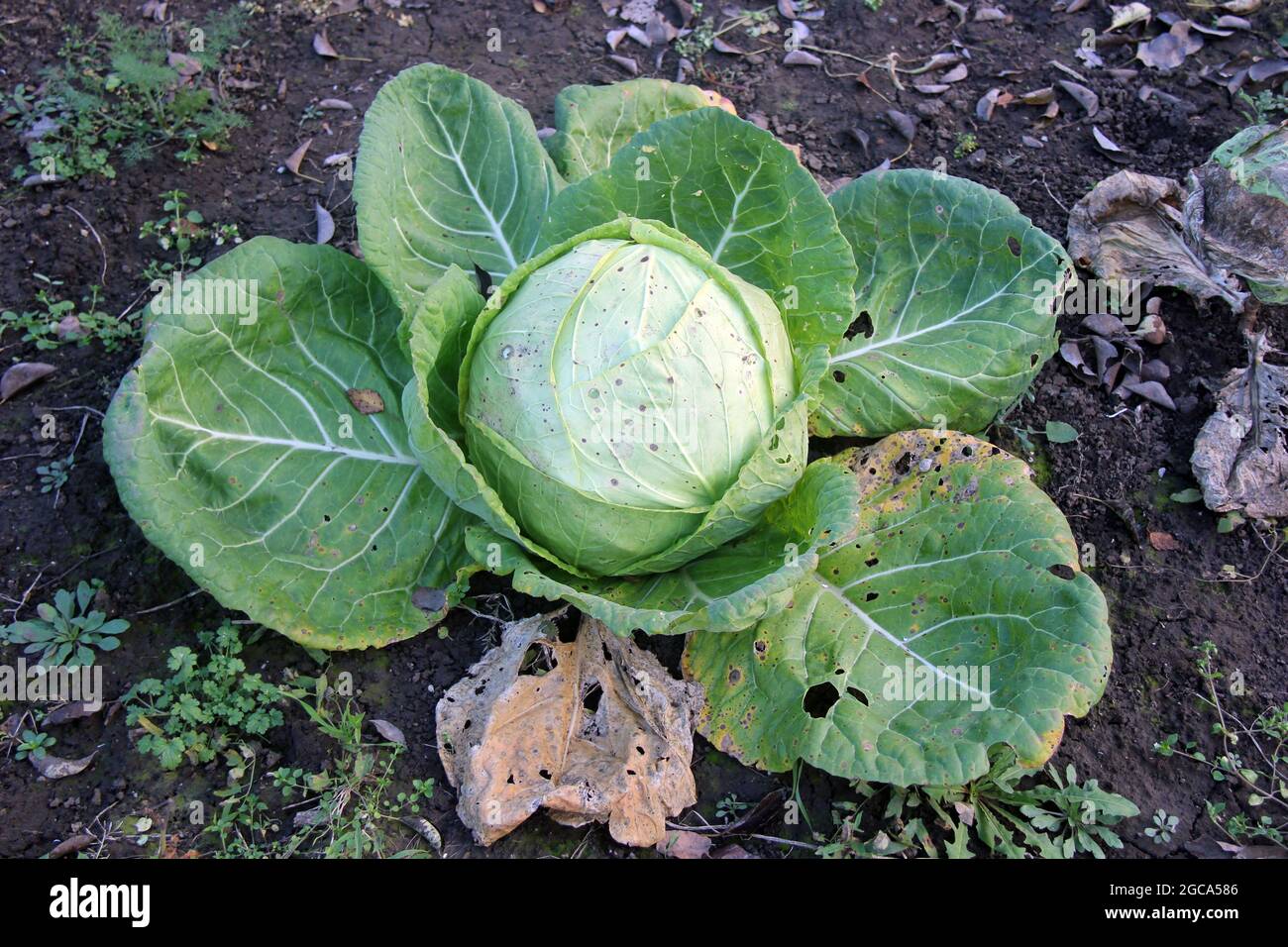 Big cabbage vegetables in field hi-res stock photography and images - Alamy
