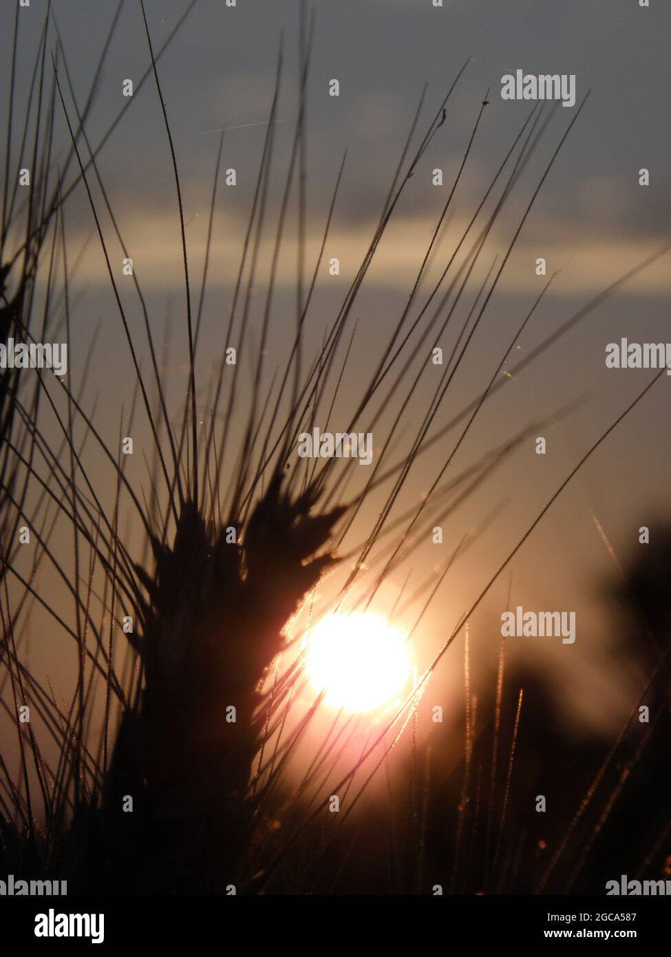 Wheat at the sunset Stock Photo - Alamy