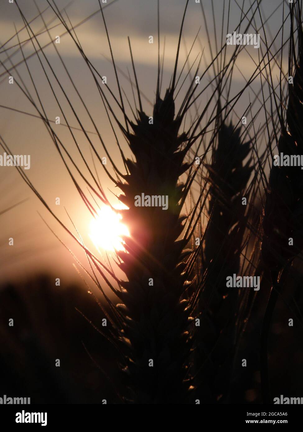 Beautiful wheat field at sunset Stock Photo - Alamy