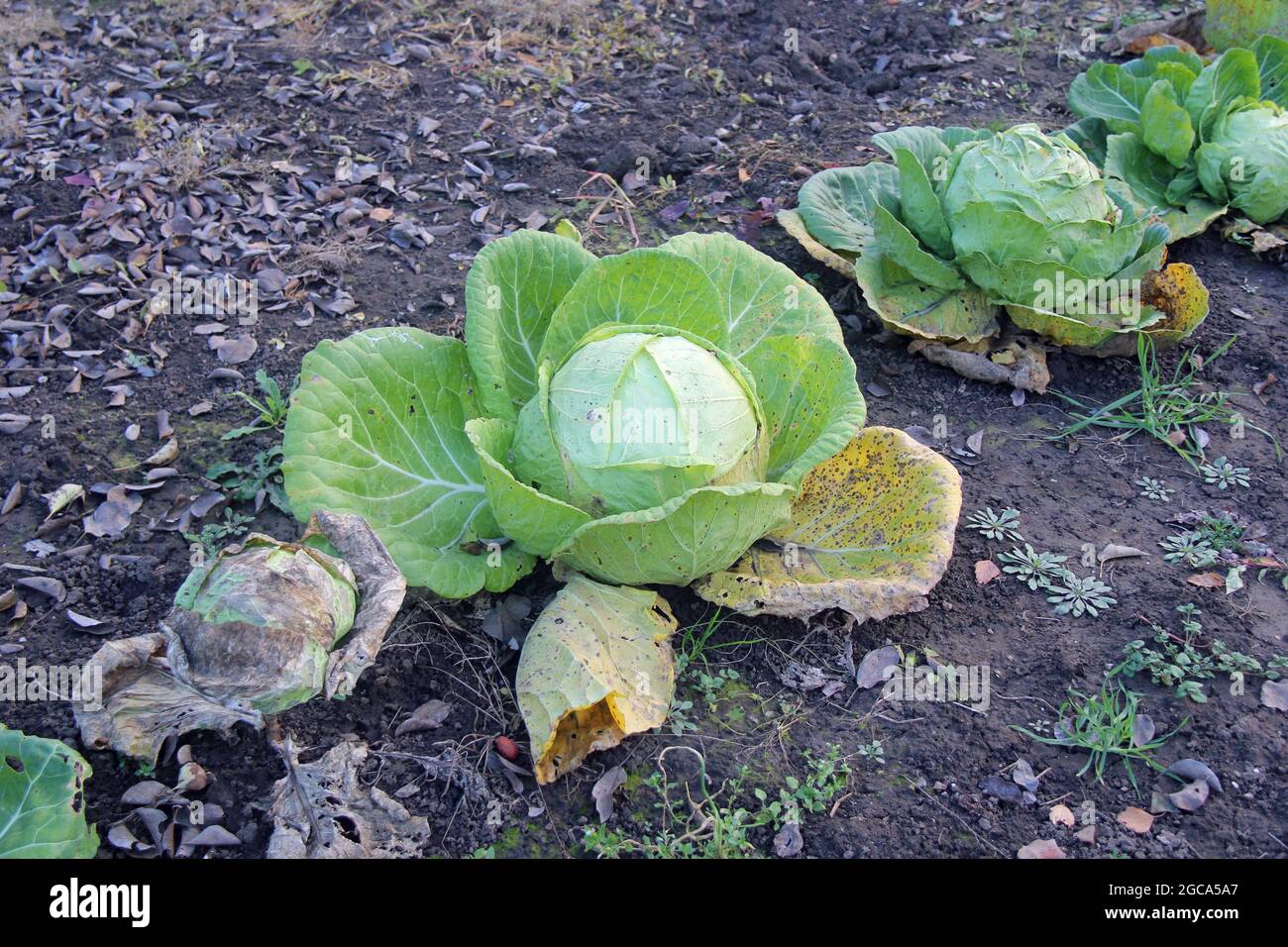 Big organic cabbage head in vegetable garden Stock Photo - Alamy