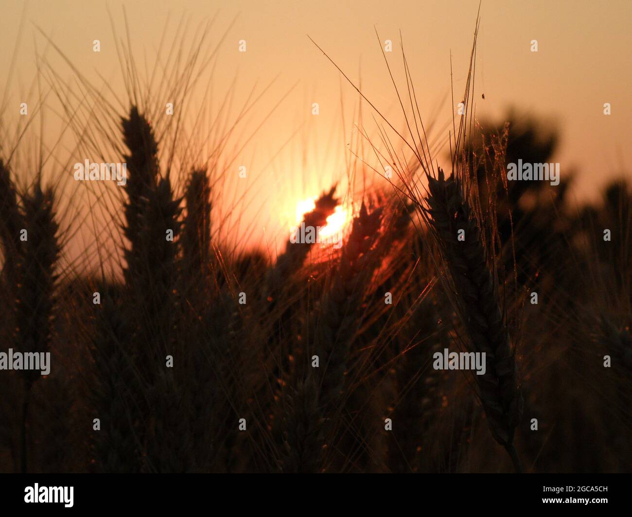Beautiful wheat field at sunset Stock Photo - Alamy